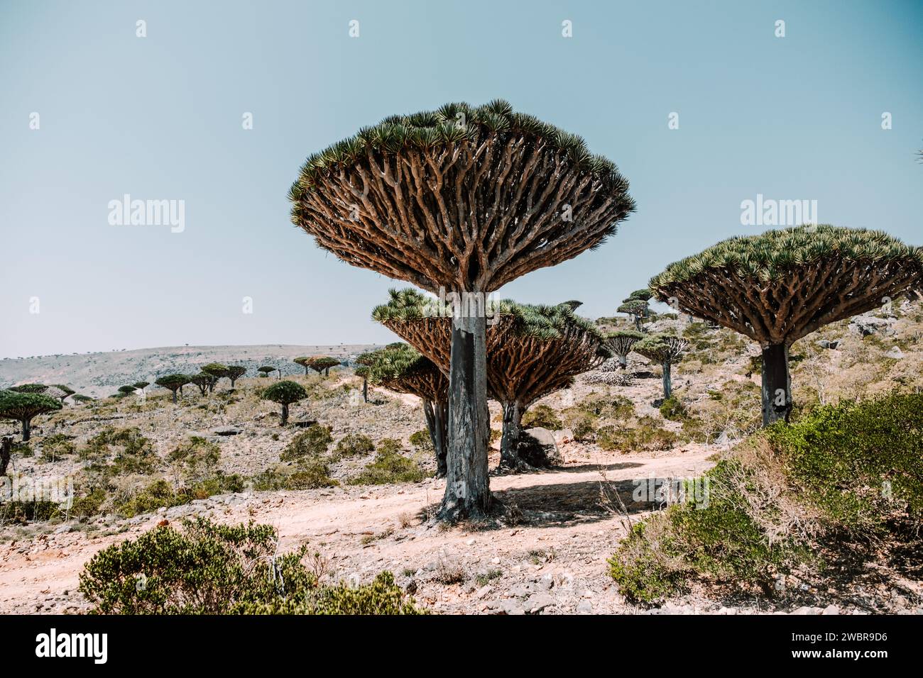 Socotra island plants hi-res stock photography and images - Alamy