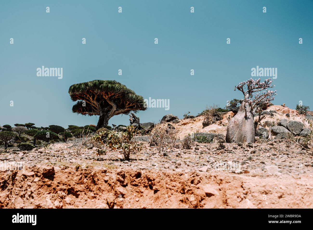 Socotra island plants hi-res stock photography and images - Alamy