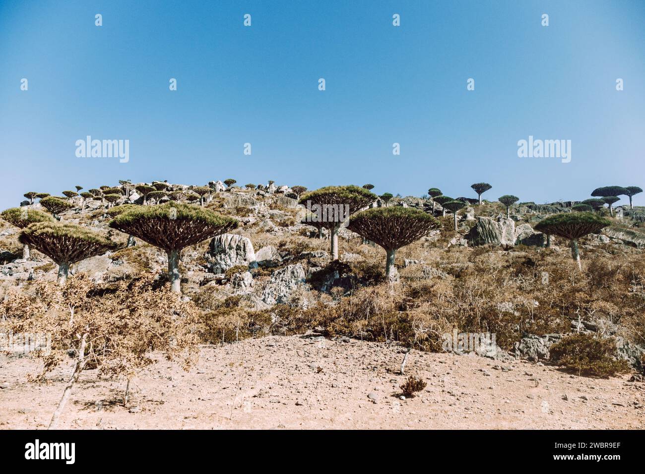Socotra island plants hi-res stock photography and images - Alamy