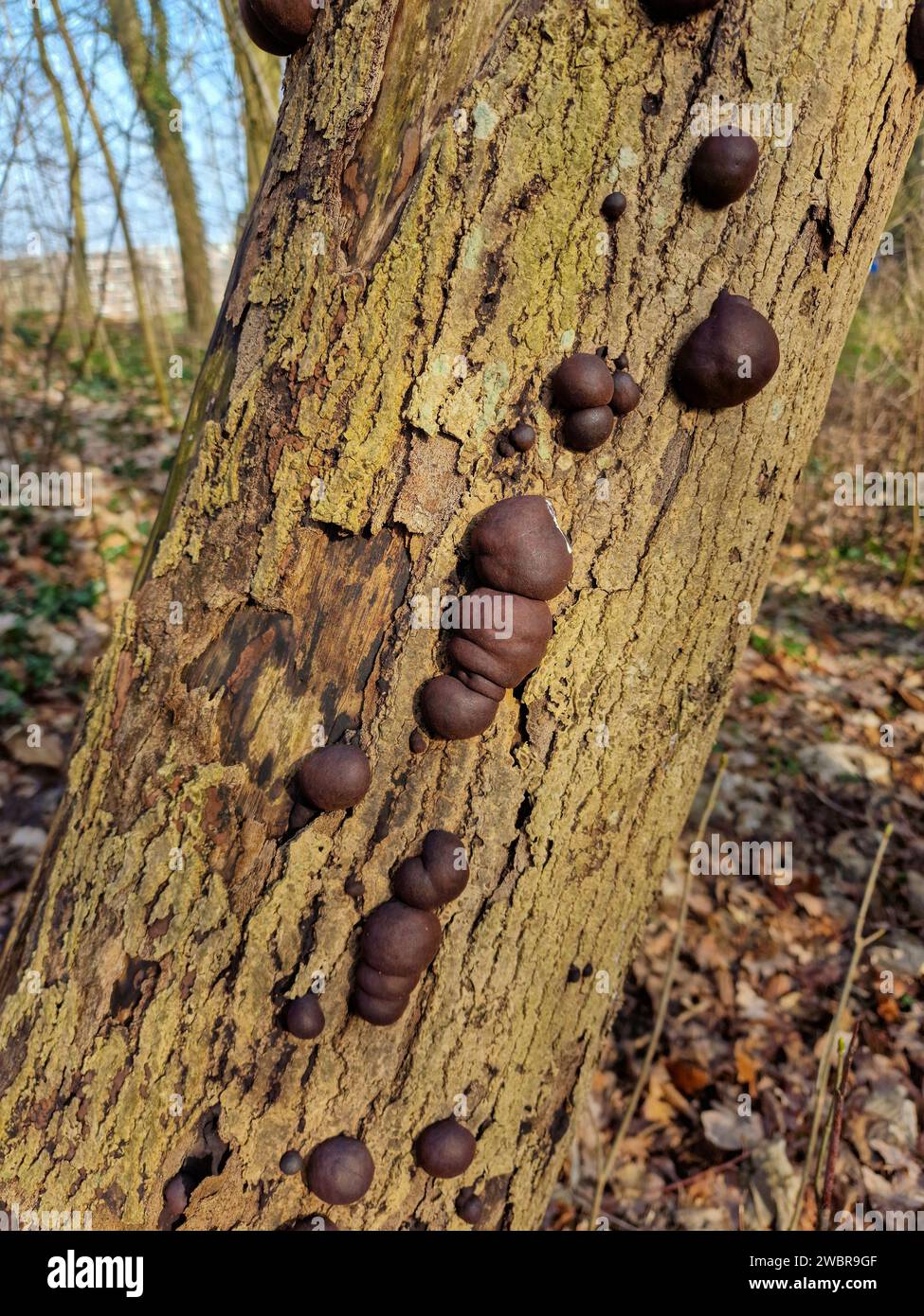 Coal fungus (Daldinia concentrica) on decaying wood of dead tree trunk ...