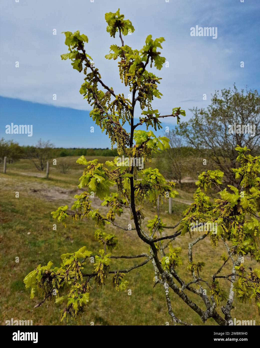 Blosomming Pedunculate oak (Quercus robur) with female flowers Stock ...