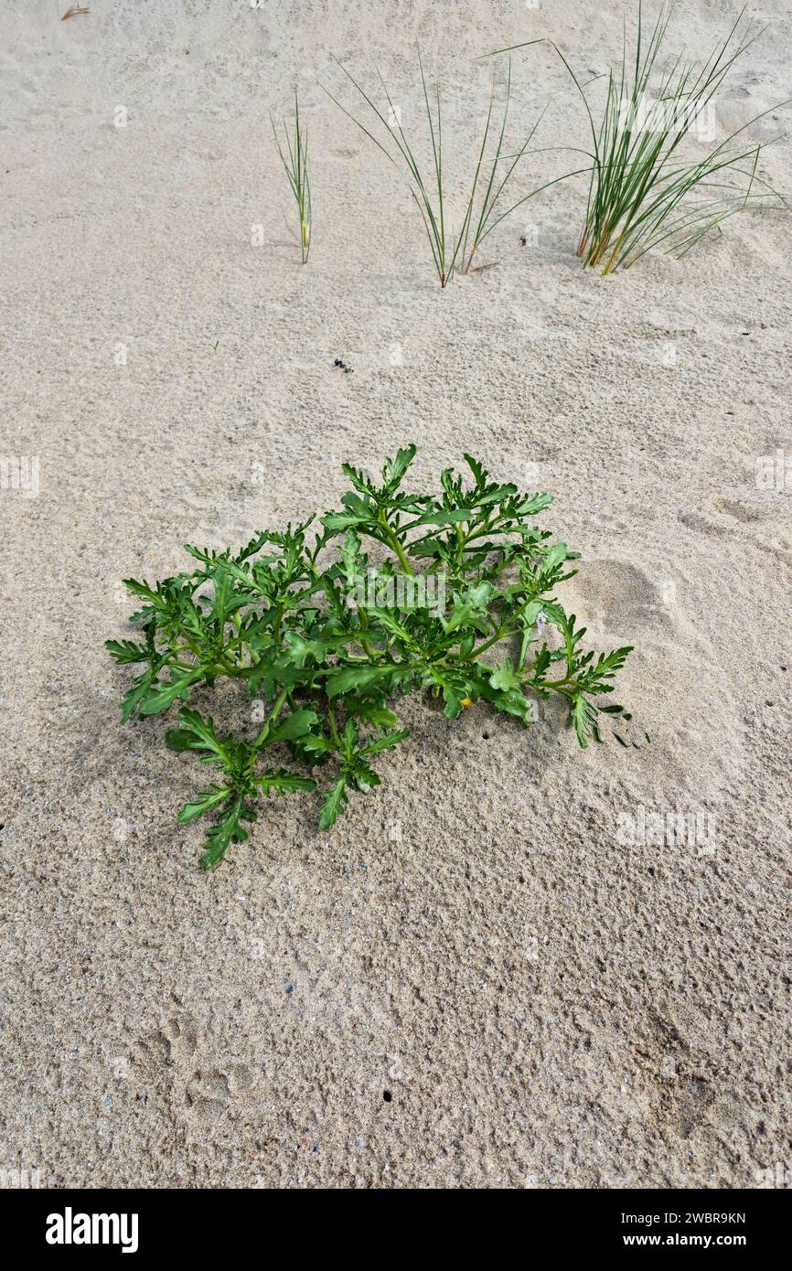European searocket (Cakile maritima) growing on sandy beach Stock Photo ...