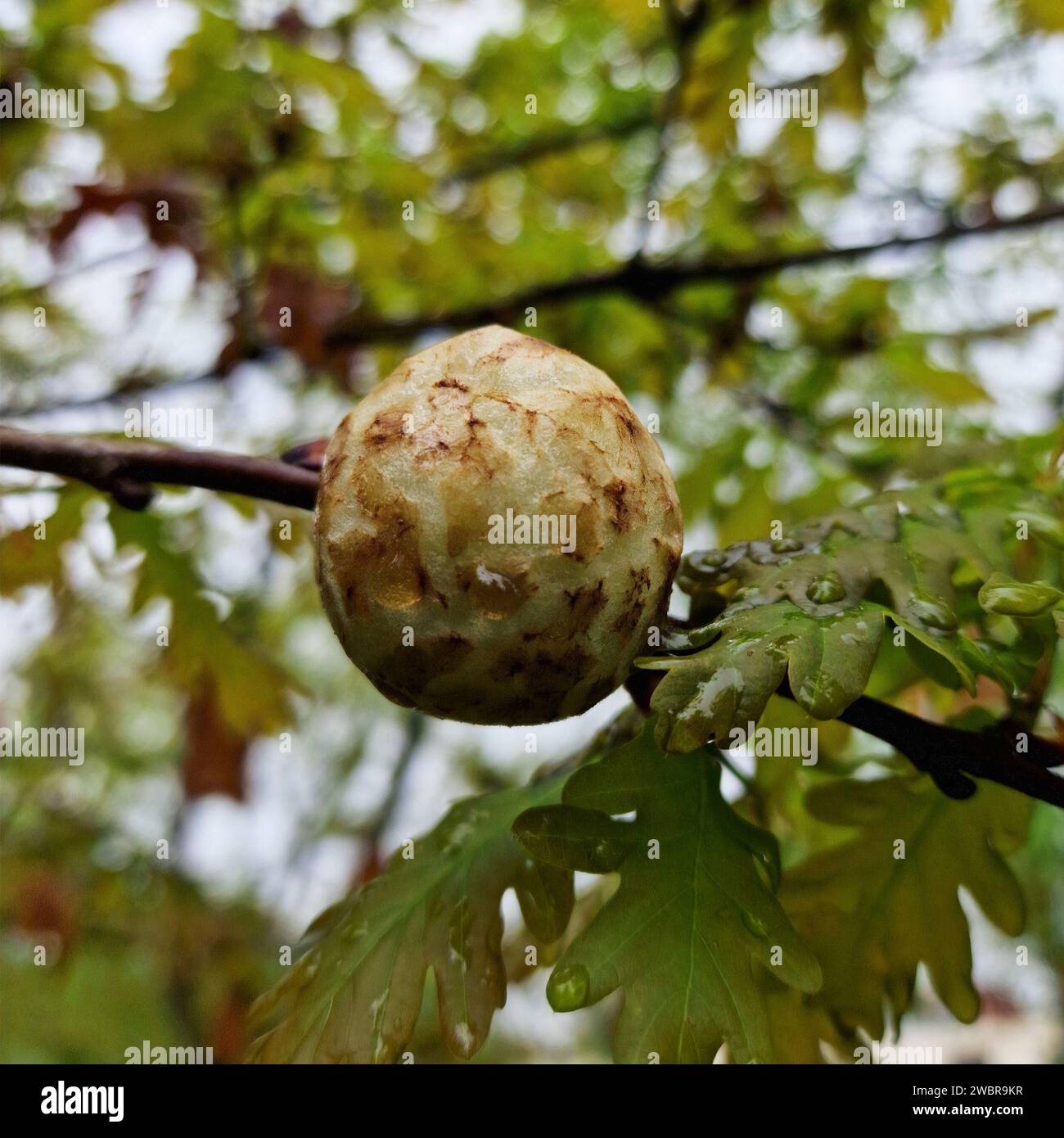 Oak apple, gall of Gall wesp Biorhza pallida growing on Pedunculate oak ...