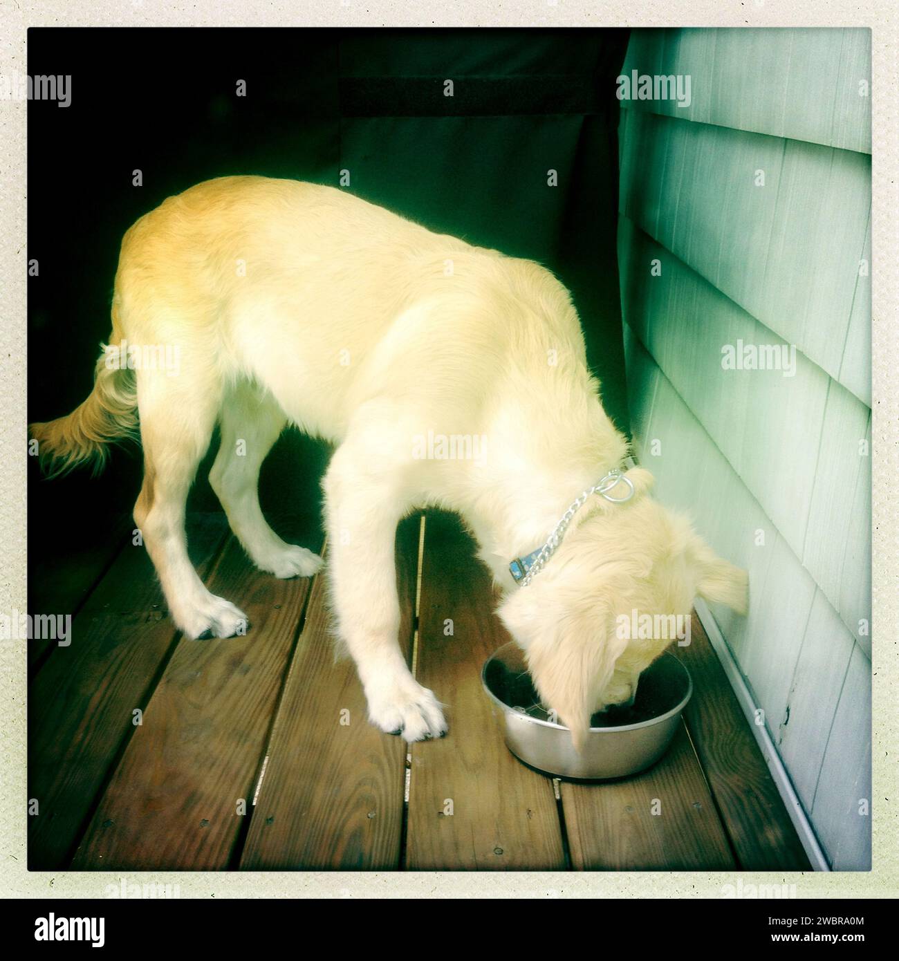 Drinking golden retriever hi-res stock photography and images - Alamy