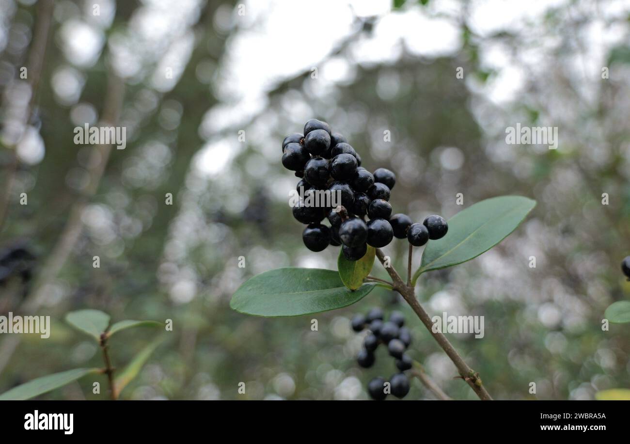 A close-up of a bush with black fruits growing in front of a backdrop ...
