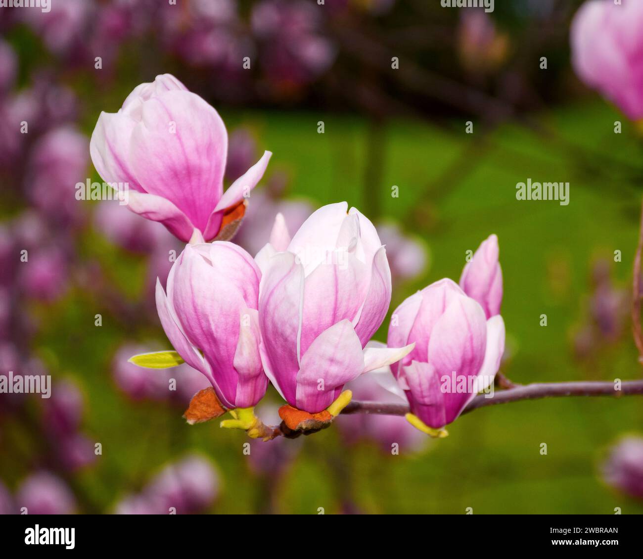 branches of magnolia tree in full blossom. warm april weather Stock ...