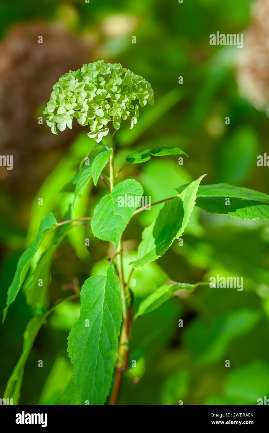 Close-up of a vibrant green hydrangea, Hydrangea macrophylla, flower ...