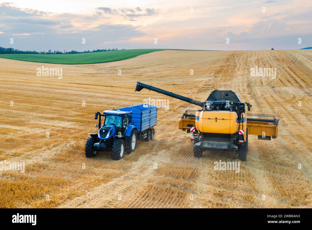 Combine reaper channels wheat grains into a waiting tractor trailer ...