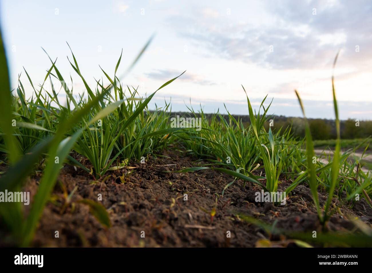 Young wheat seedlings growing in a soil Stock Photo - Alamy