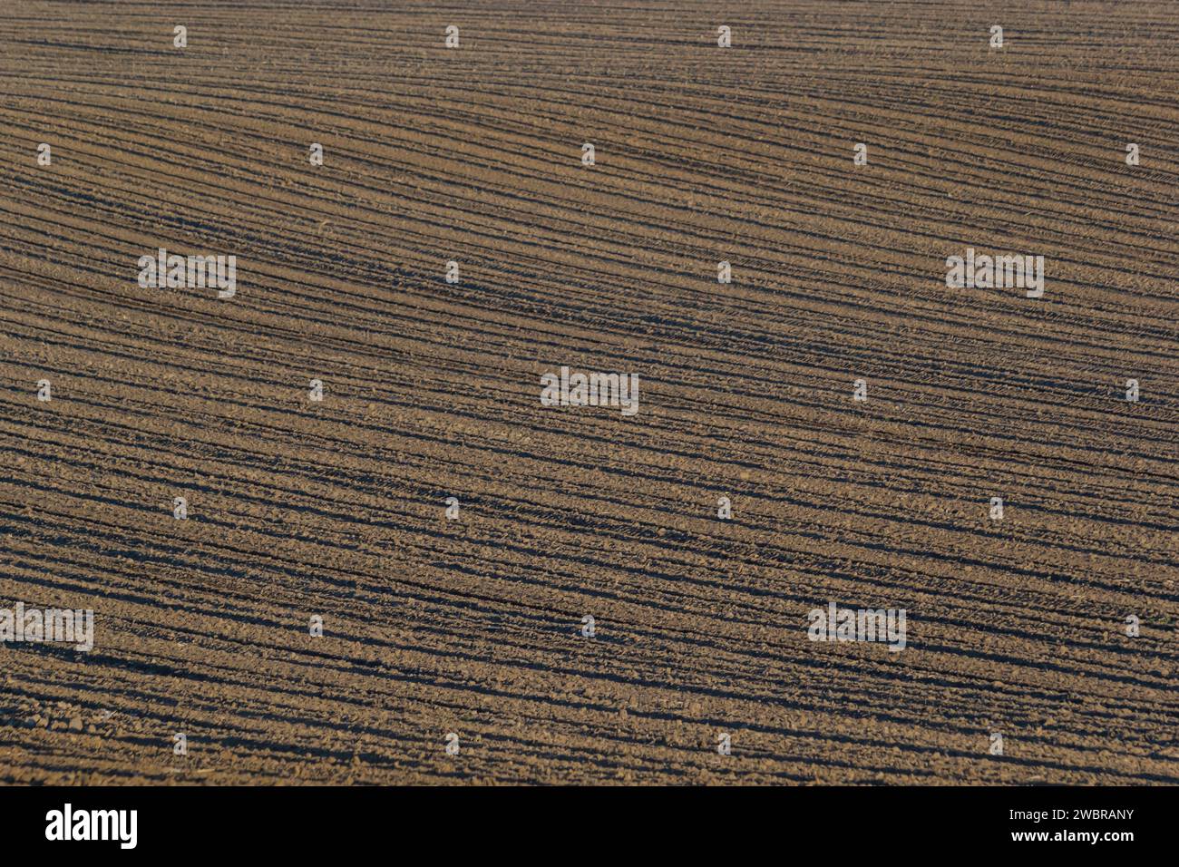 Plowed, Planted And Hilling Rows Black-earth Field. Ground Texture ...
