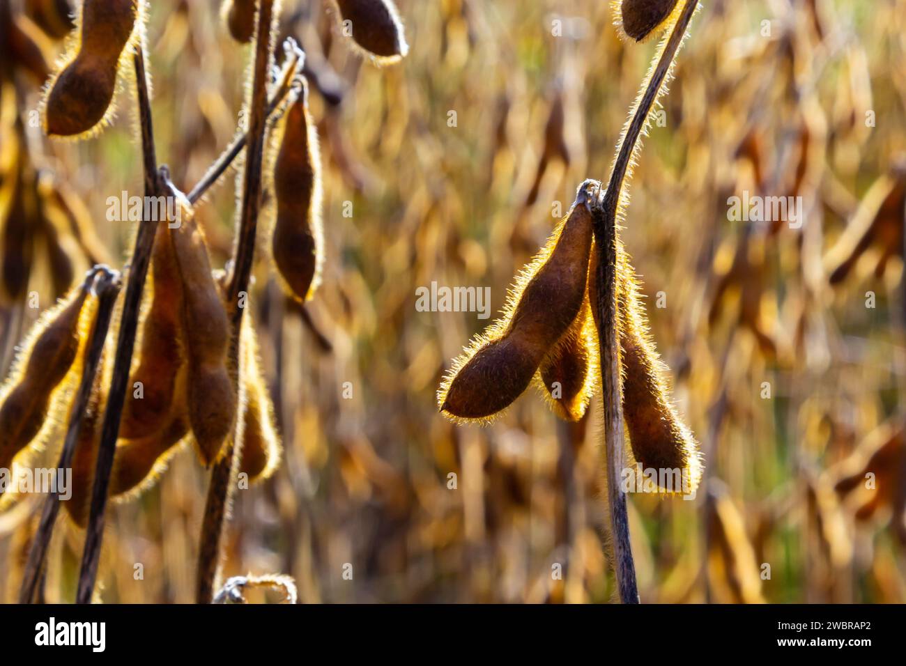 Soybeans pod macro. Harvest of soy beans - agriculture legumes plant ...