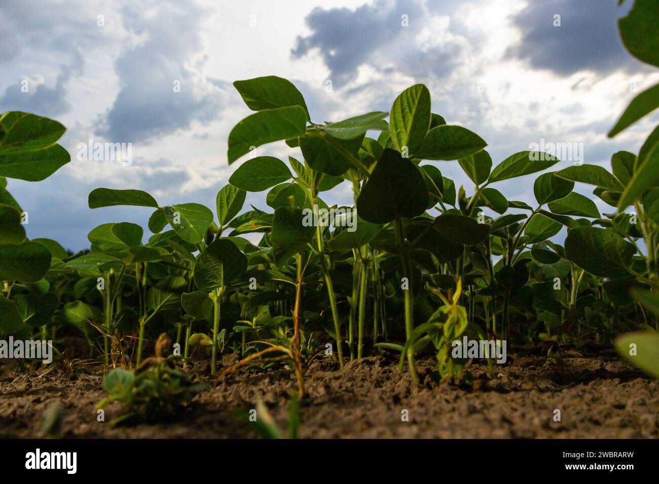 A tender sprout of a soybean agricultural plant in a field grows in a ...