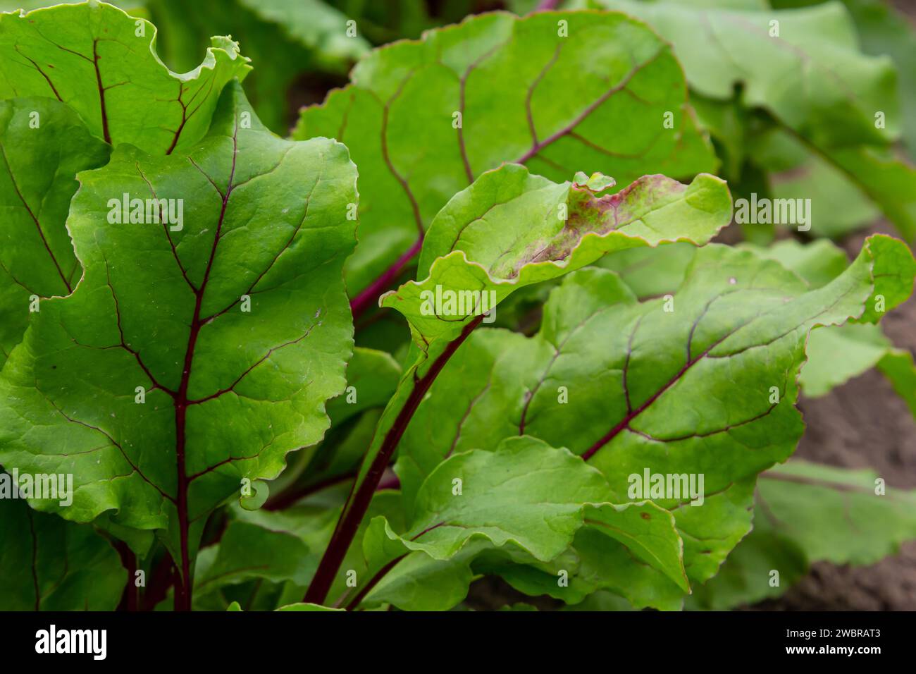 Beet root cultivation hi-res stock photography and images - Alamy