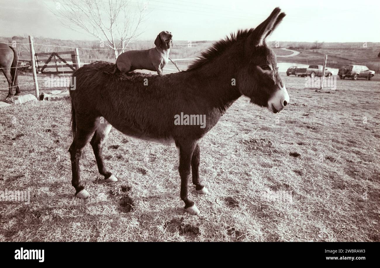 Donkey back rides hi-res stock photography and images - Alamy