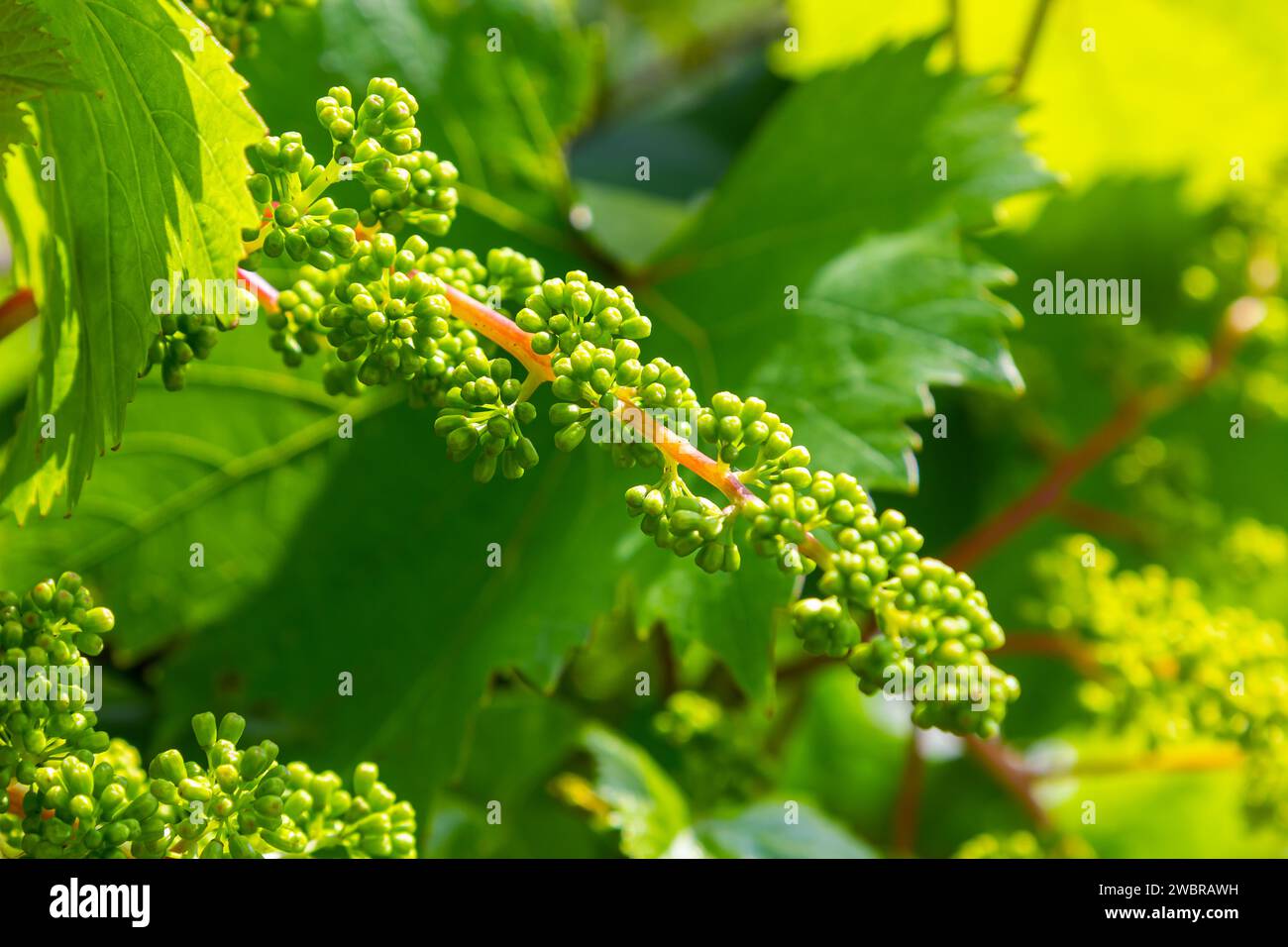 flower buds and leaves of shoots grapevine spring, agriculture nature ...