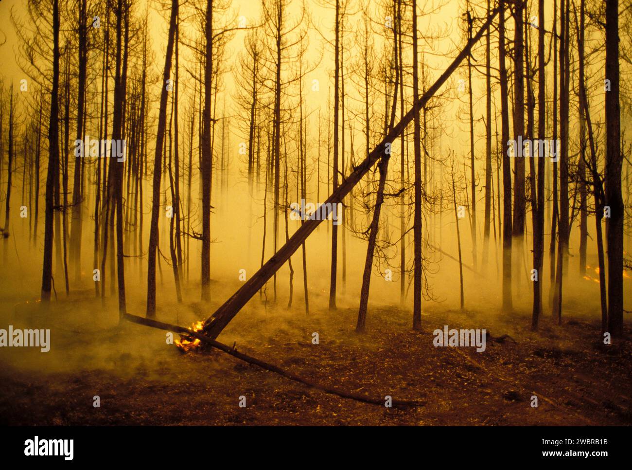 Yellowstone National Park fire of 1988 Stock Photo - Alamy