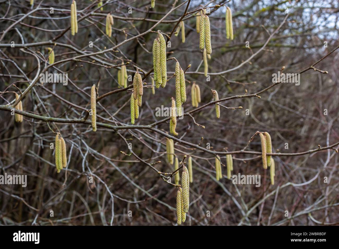 Common hazel Corylus avellana, in the spring blooms in the forest Stock ...