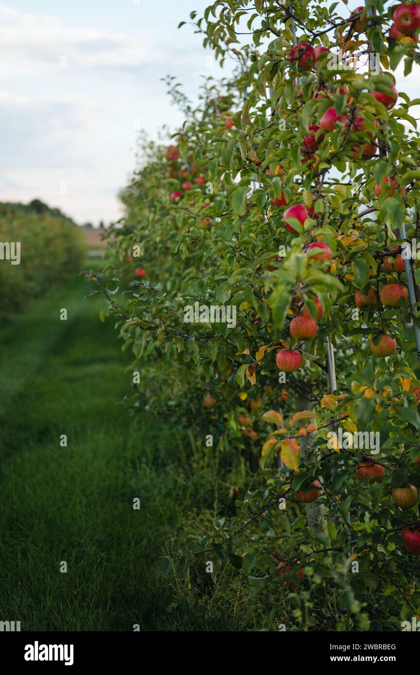 Row of fruit trees hi-res stock photography and images - Alamy