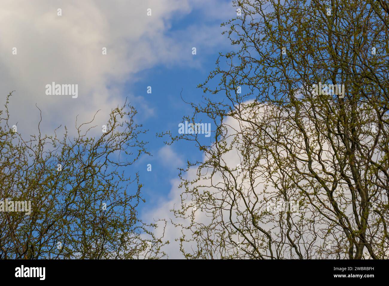 Dragons claw willow branches with new leaves and flowers against blue ...