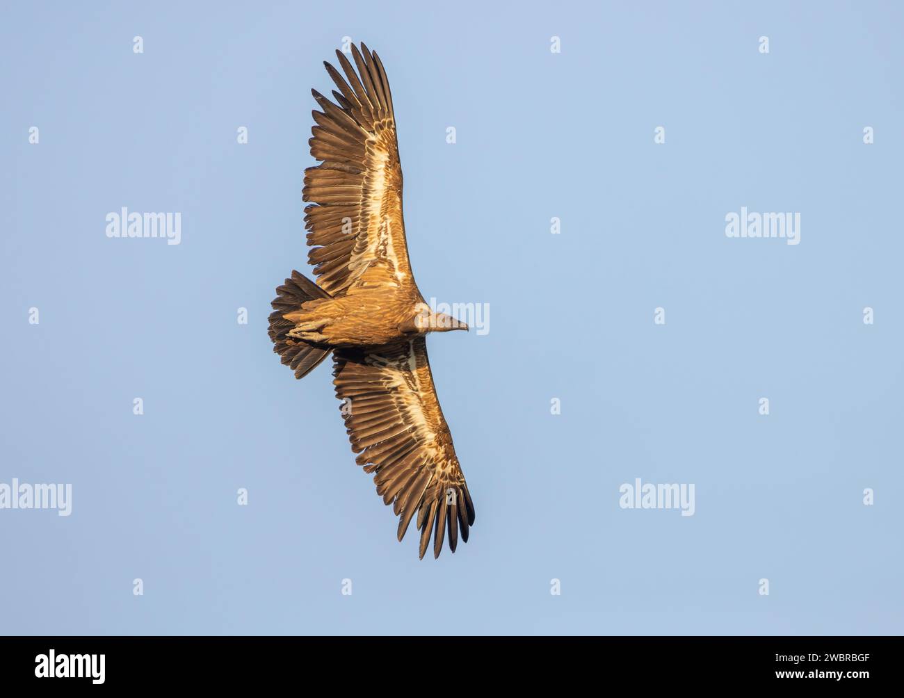 vulture in flight with wings outstretched Stock Photo - Alamy