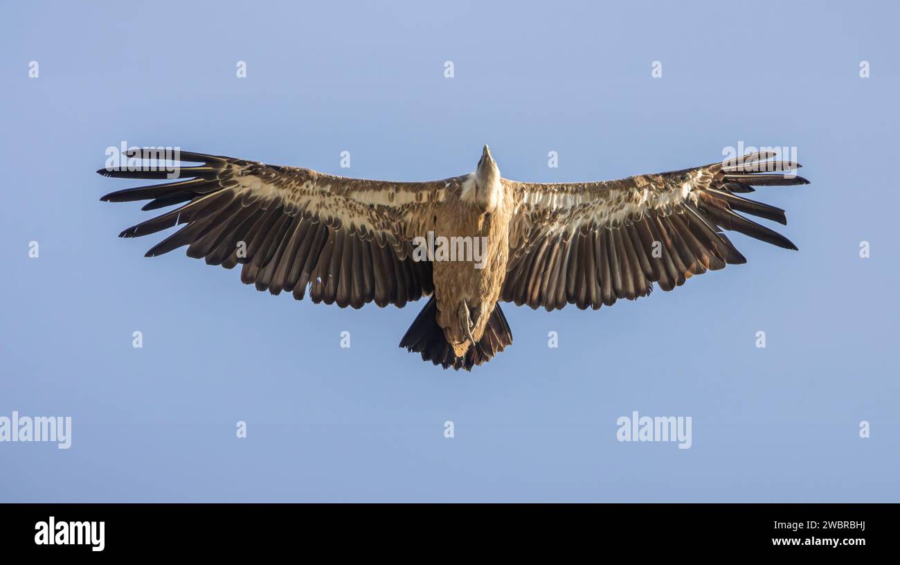 soaring vulture with wings outstretched in full flight Stock Photo - Alamy
