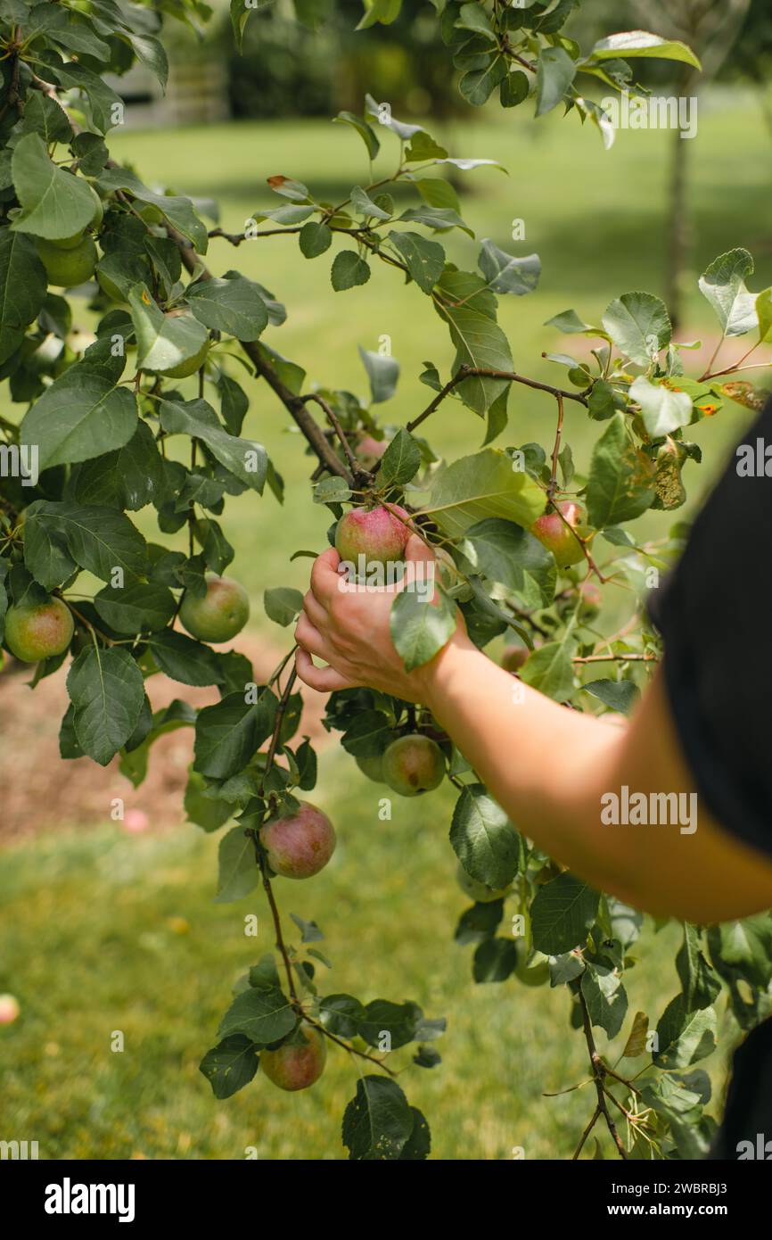 Picking apple tree hi-res stock photography and images - Alamy