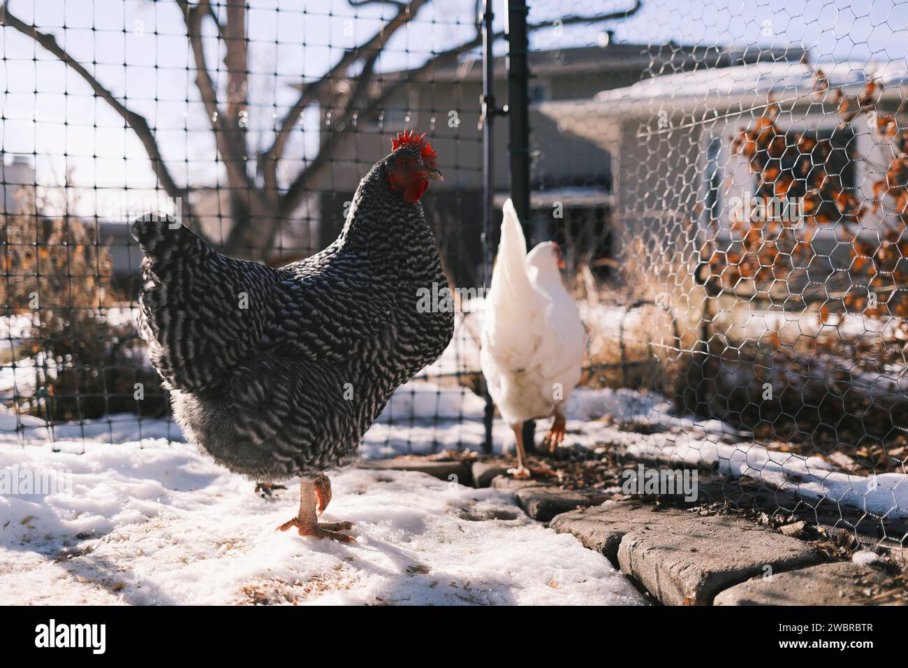 Happy chickens in a snowy winter backyard farm Stock Photo - Alamy