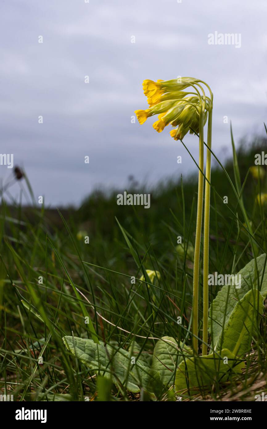 Yellow Primula veris cowslip, common cowslip, cowslip primrose on soft ...