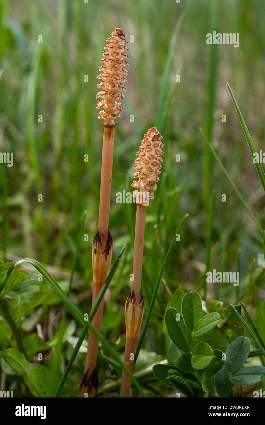 Selective focus. A spore-bearing shoot of the horsetail Equisetum ...
