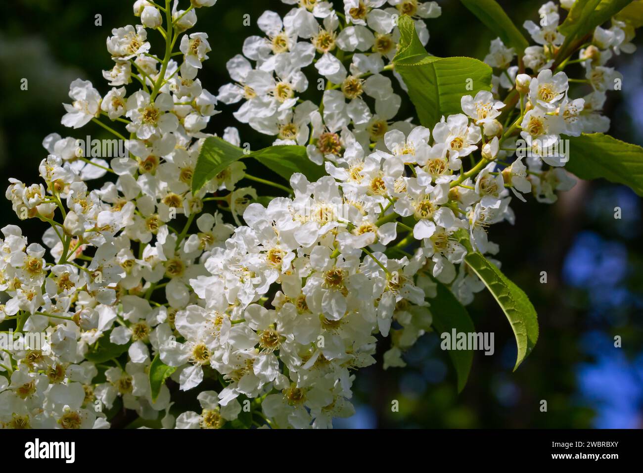 Bird cherry in bloom, spring nature background. White flowers on green ...