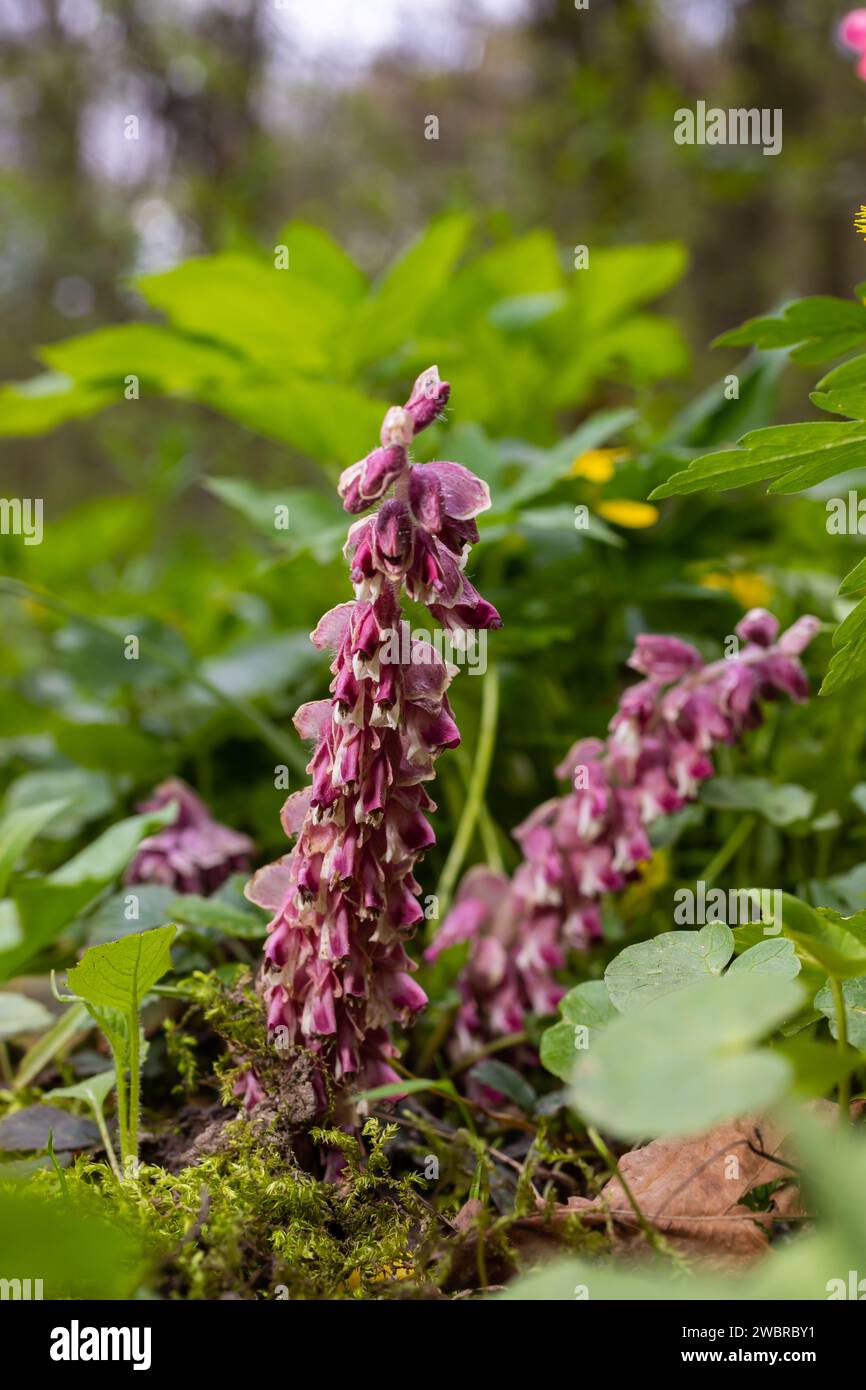 Lathraea squamaria plant is a parasite in the woods of Europe. Pink ...