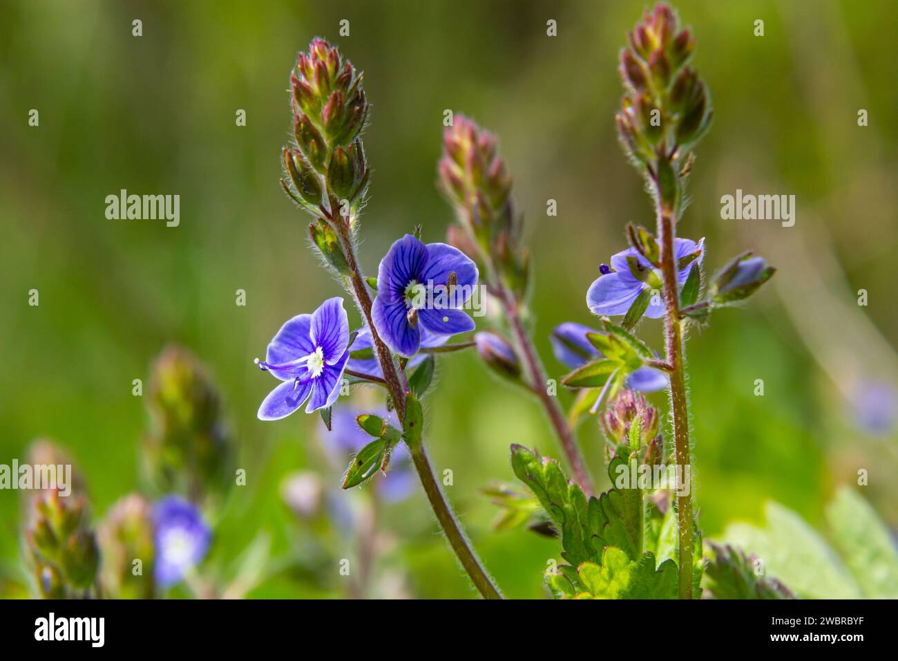 Closeup on the brlliant blue flowers of germander speedwell, Veronica ...