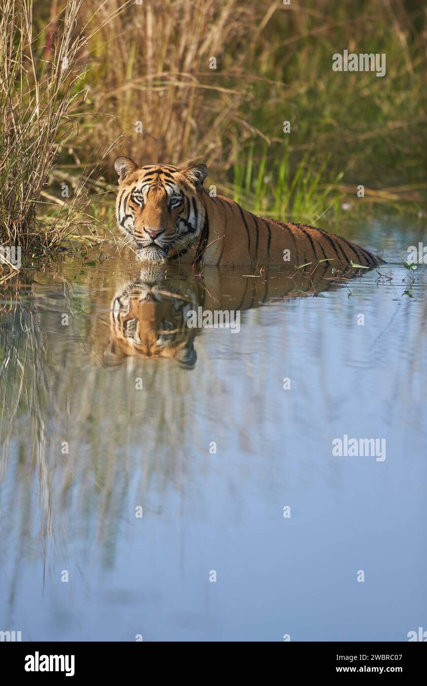 The reserve has around 88 tigers INDIA CUTE images show a tiger ...