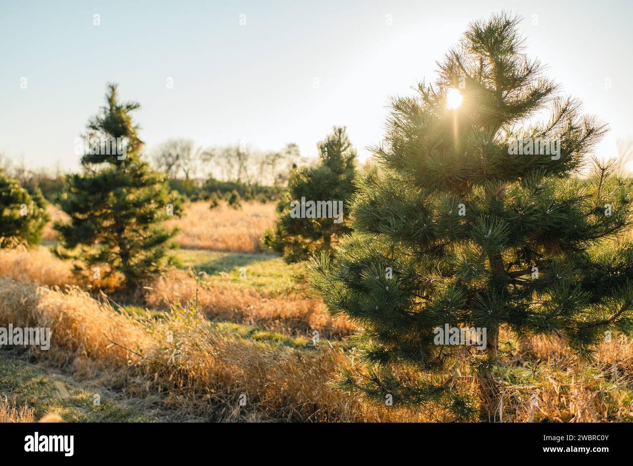 Sun shining through christmas trees in beige field Stock Photo - Alamy