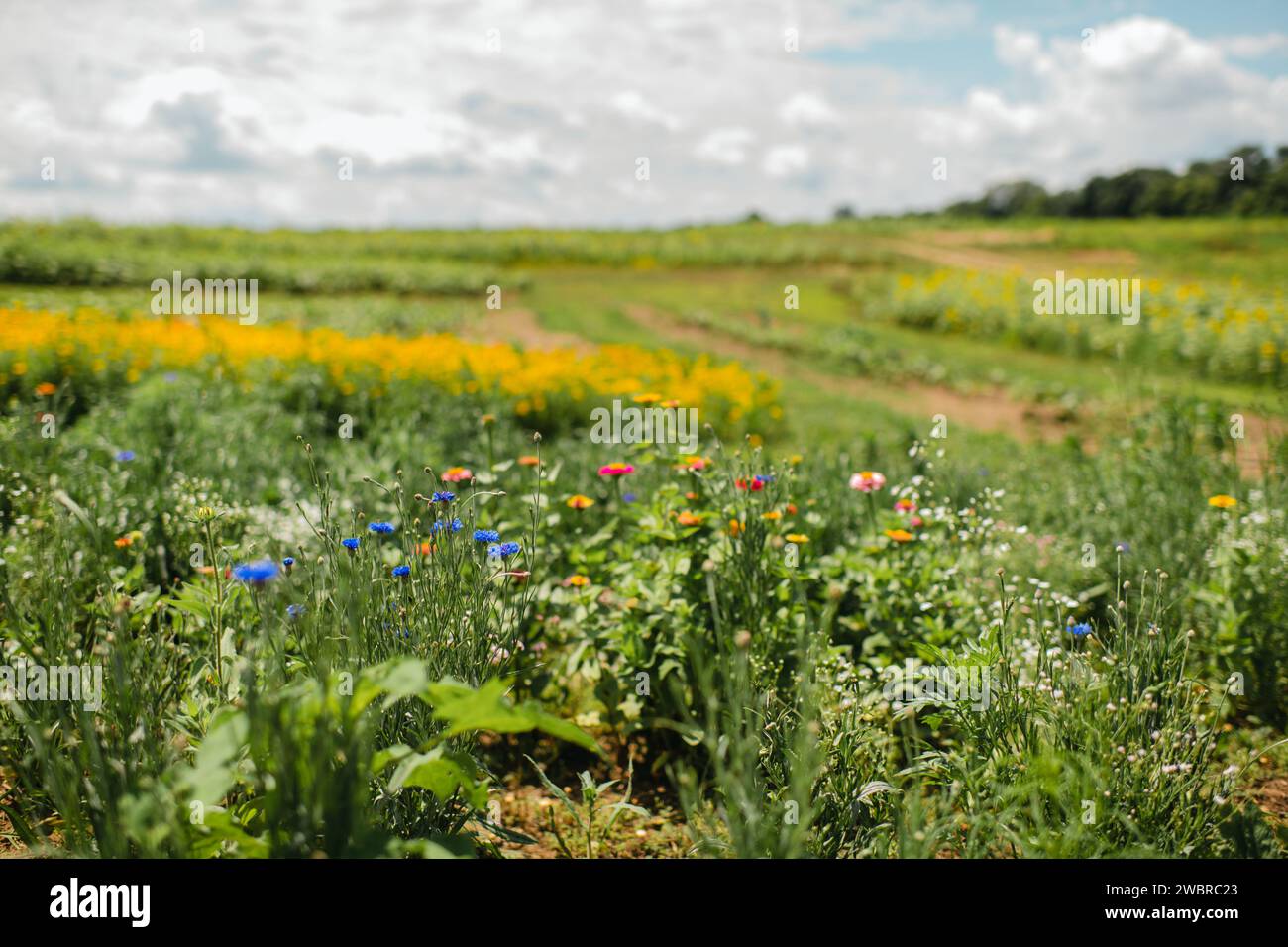 Landscape of summertime flower field in the Midwest Stock Photo - Alamy