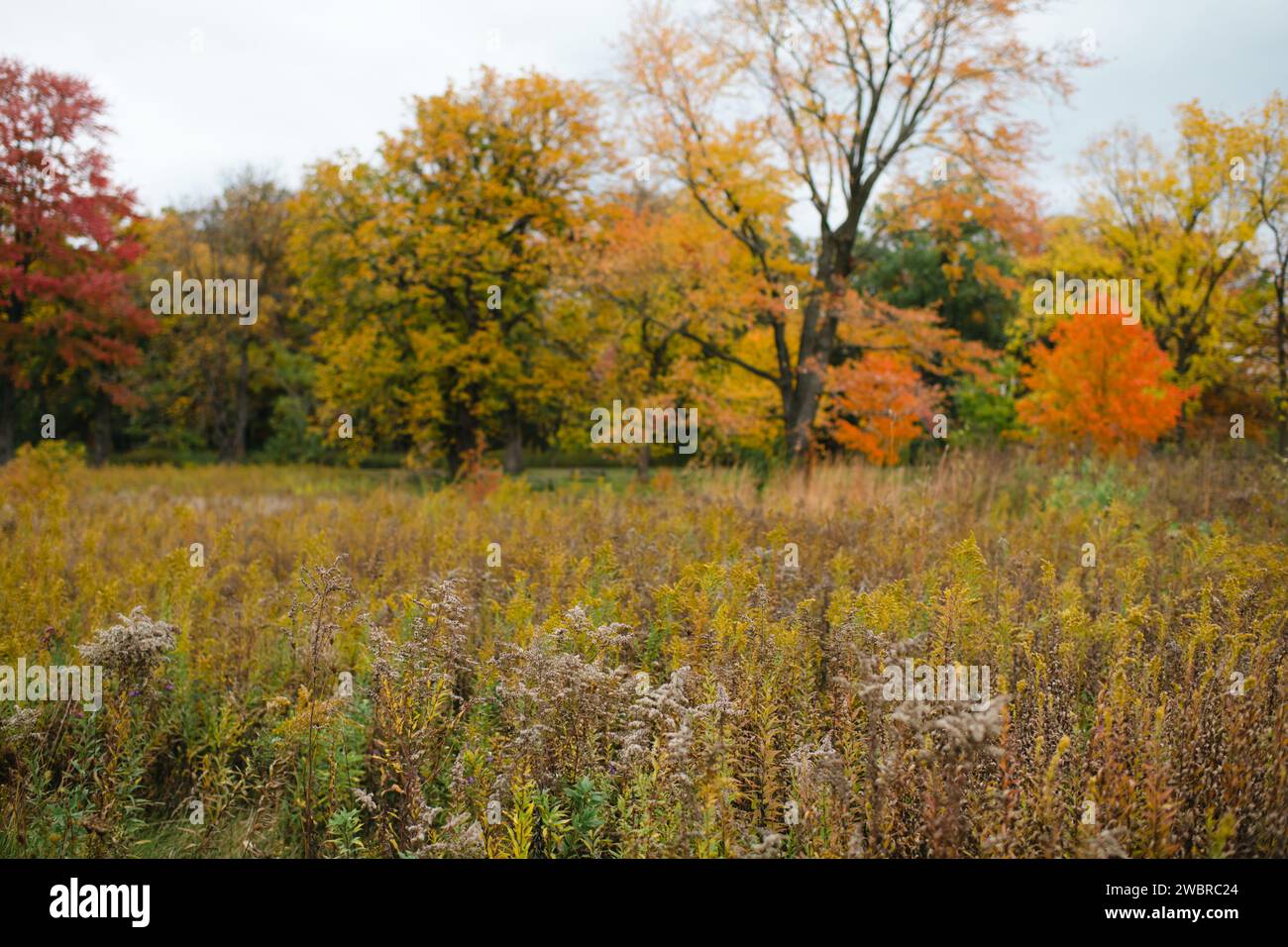 Autumn prairie field with fall foliage on trees in background Stock ...
