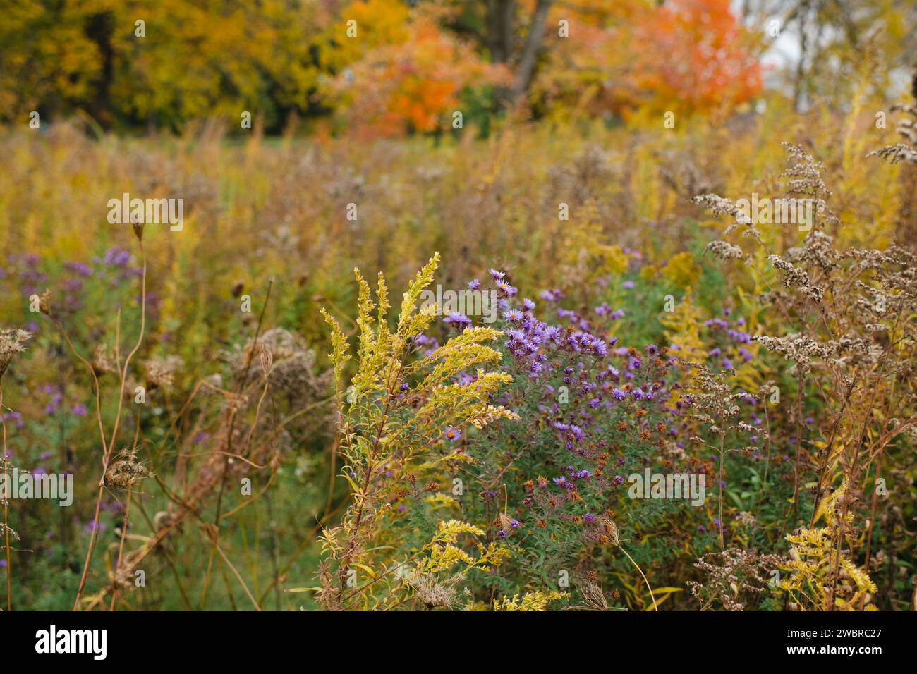 Fall landscape with aster flowers, beige grass and autumn leaves Stock ...