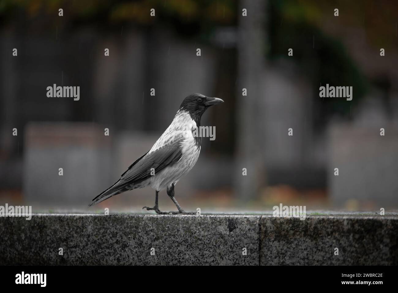 Raven at eye level on the sidewalk in the Rain Stock Photo - Alamy