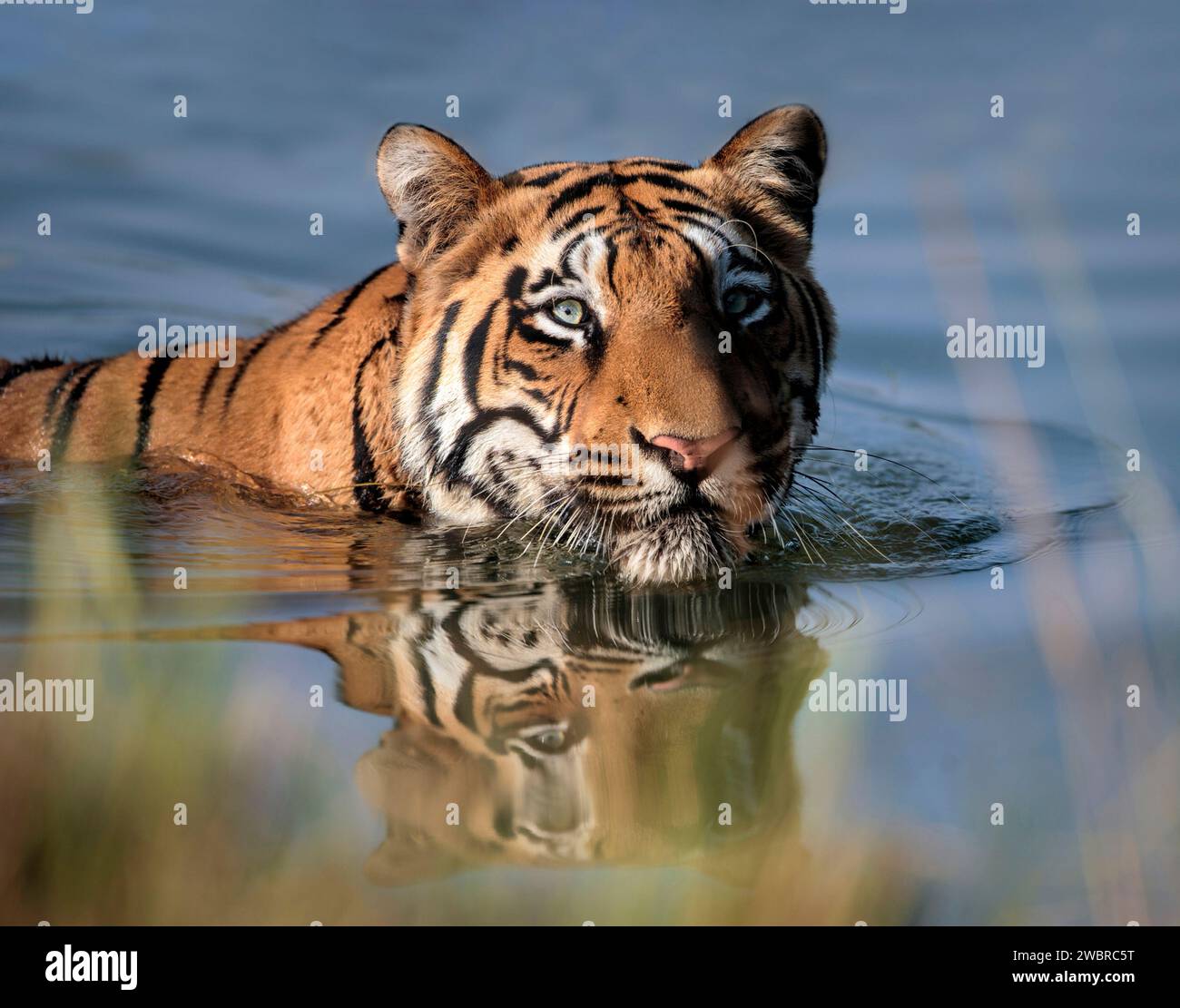 A huge wild male tiger swims in the lake, at the Tadoba Tiger Reserve ...