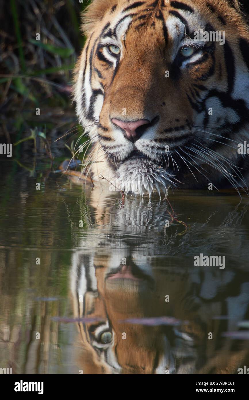 Blue-eyed tiger reflection INDIA CUTE images show a tiger swimming like ...