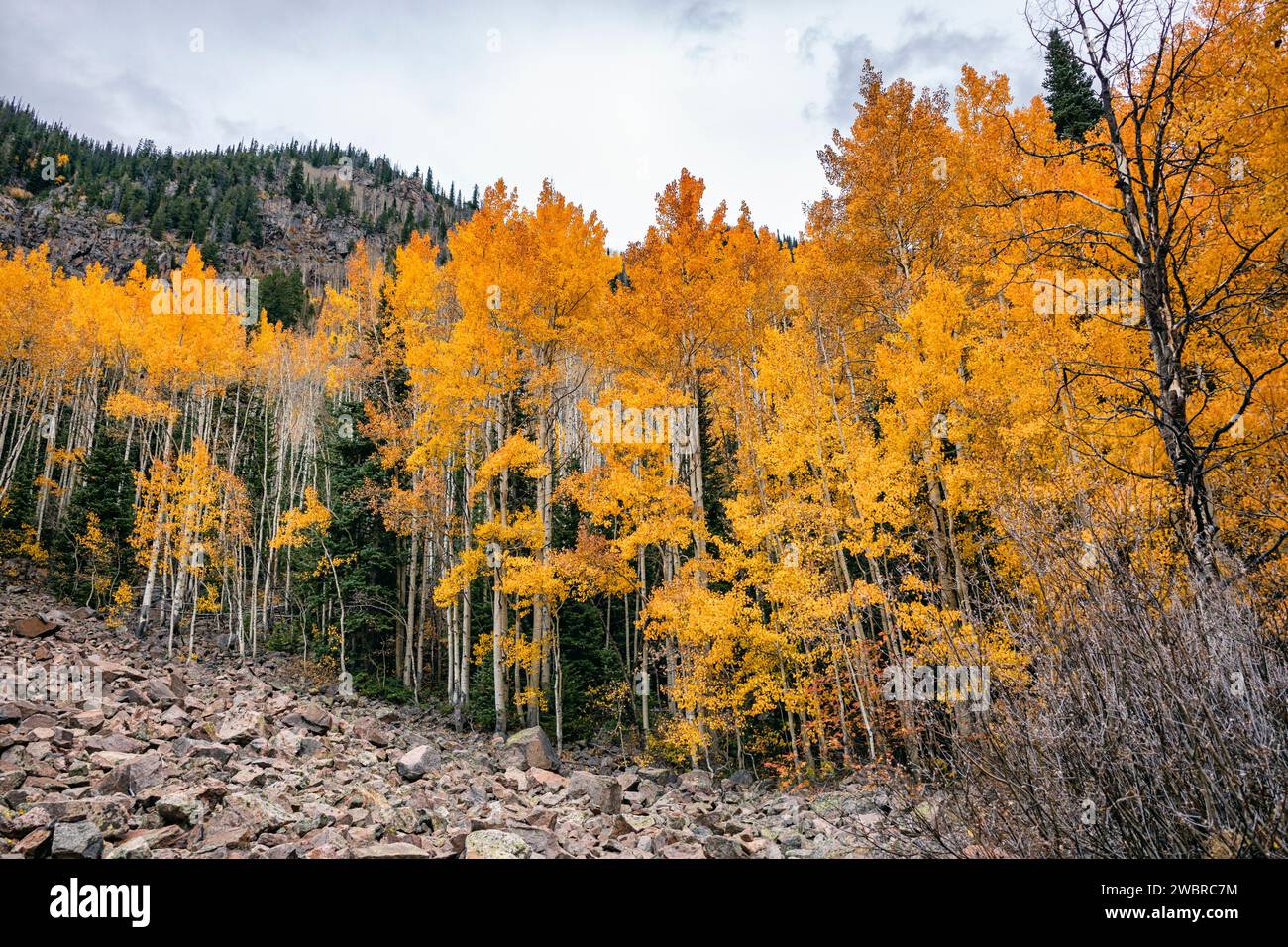 Fall colors in the Eagles Nest Wilderness, Colorado Stock Photo - Alamy