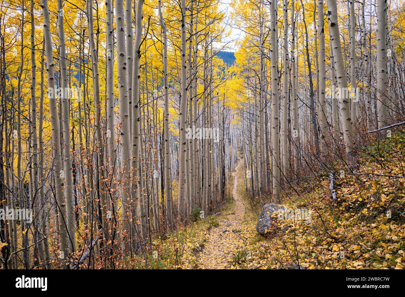 Aspen forest in the Eagles Nest Wilderness, Colorado Stock Photo - Alamy