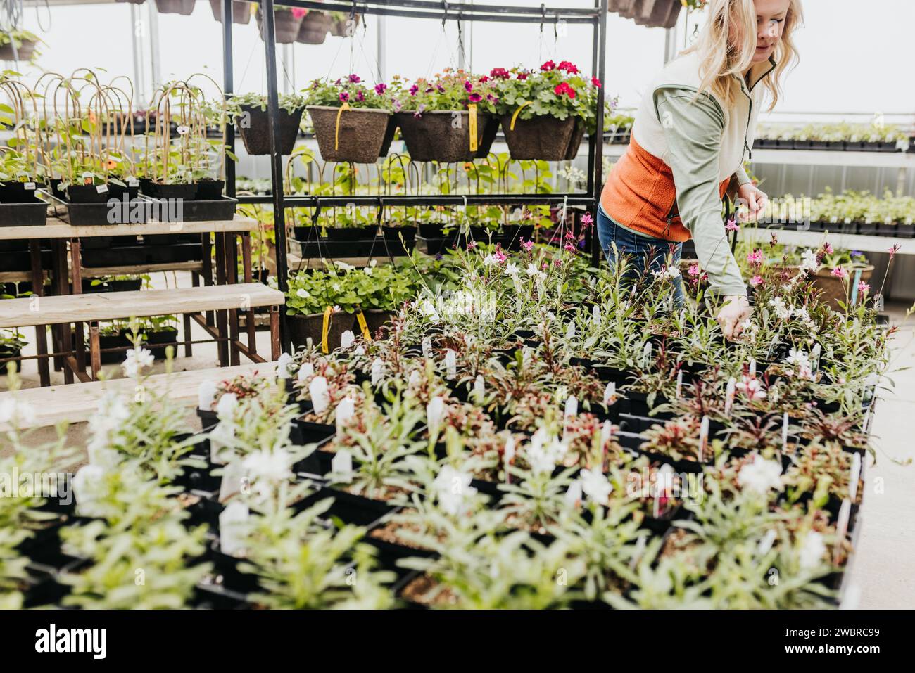 Woman shops for annual flowers at local greenhouse Stock Photo - Alamy