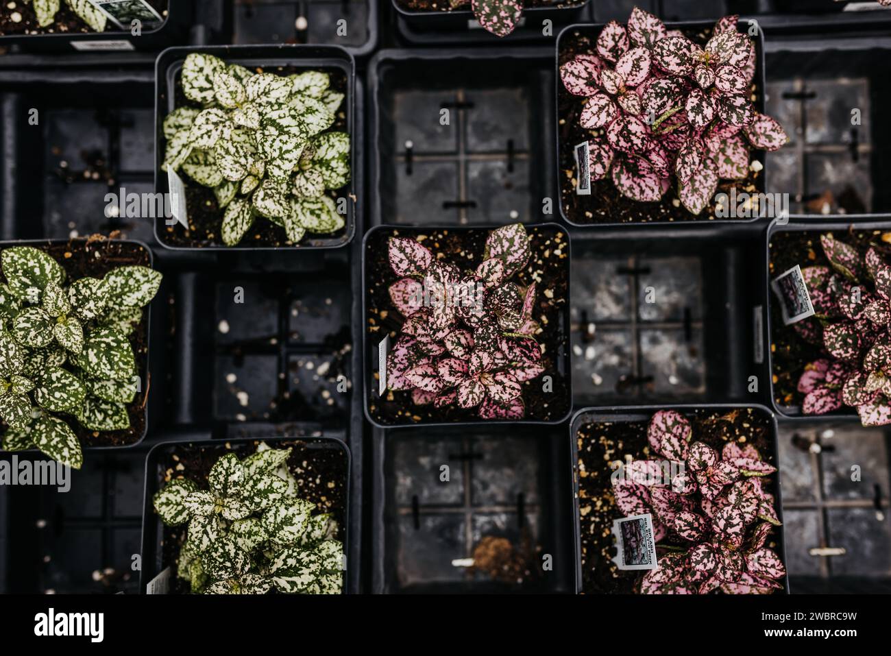 Overhead planters hi-res stock photography and images - Alamy
