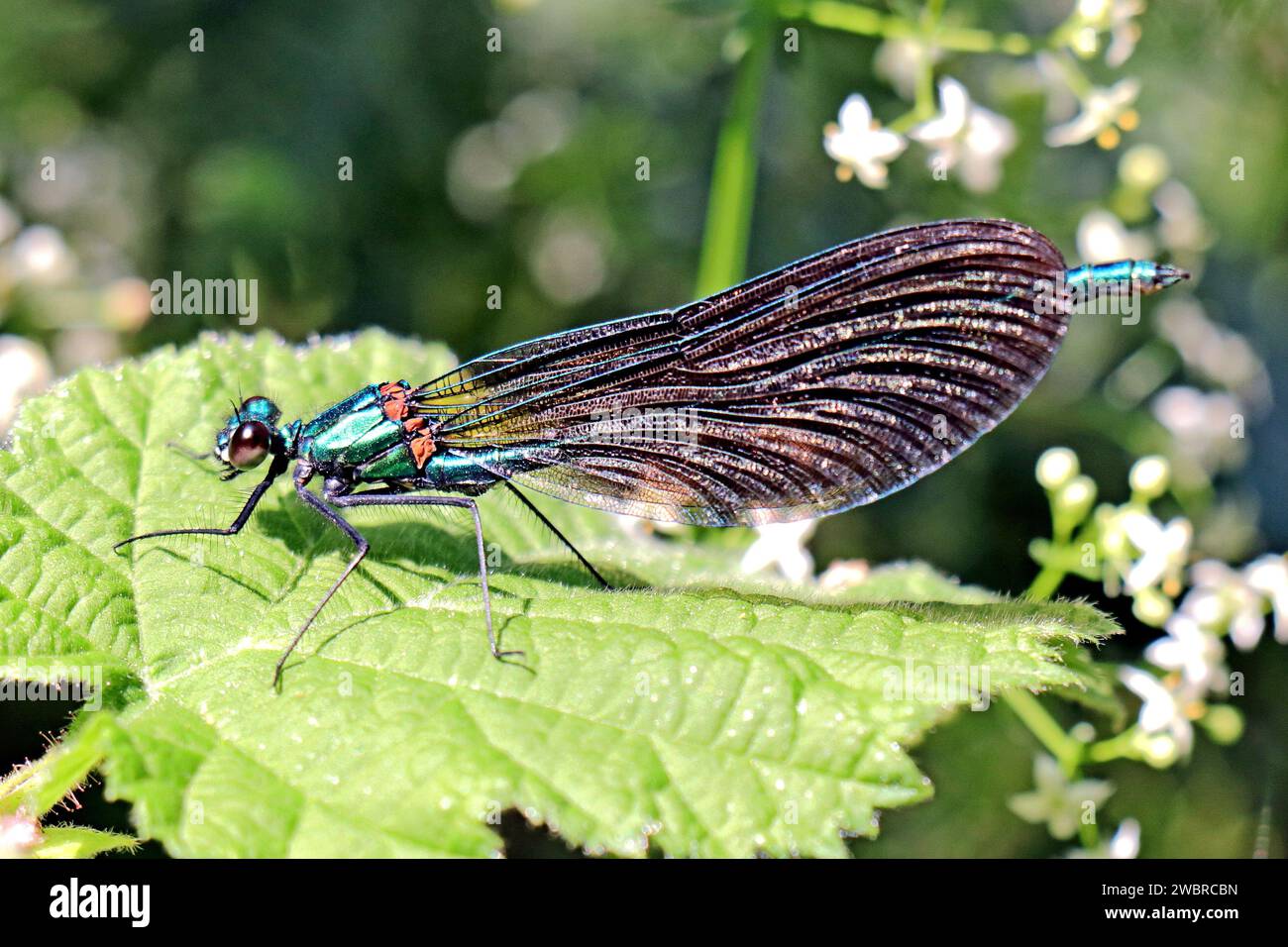 Damsel damsel hi-res stock photography and images - Alamy