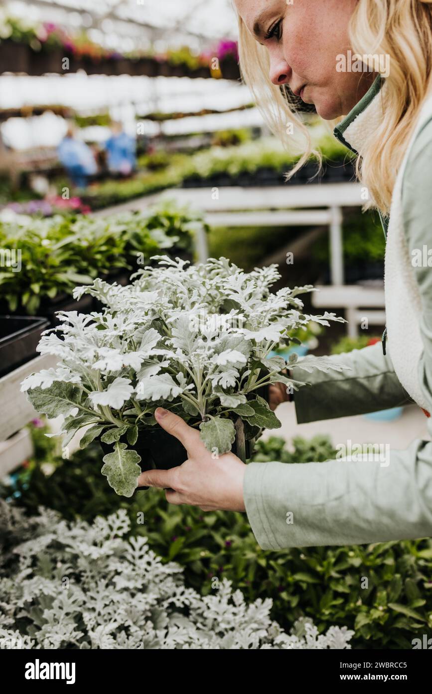 close up of woman holding dusty miller plant at greenhouse Stock Photo ...