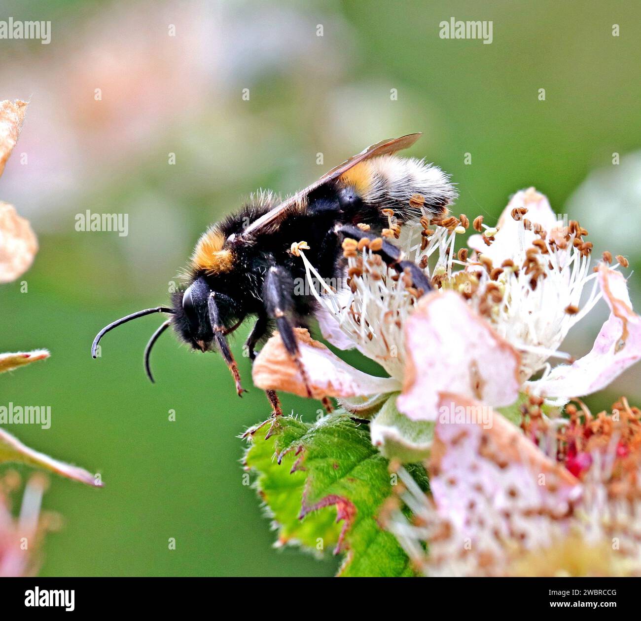 Bee legs hi-res stock photography and images - Alamy