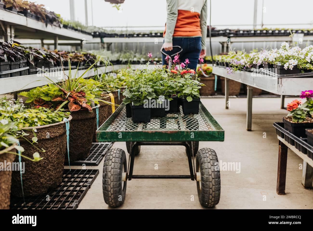 Woman walks through greenhouse while pulling cart full of flowers Stock ...