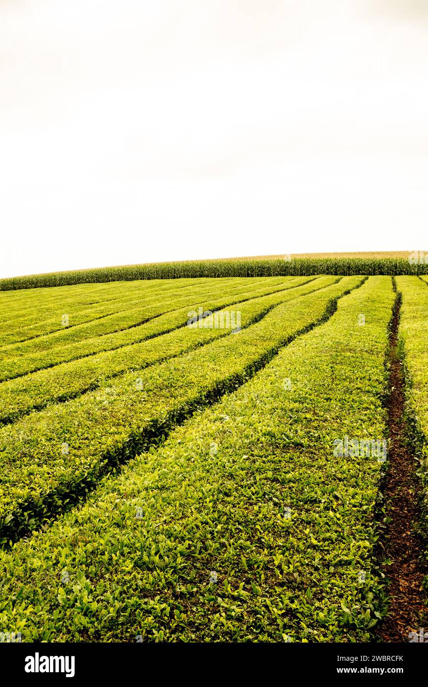 The only tea plantation in Europe, Azores Stock Photo - Alamy