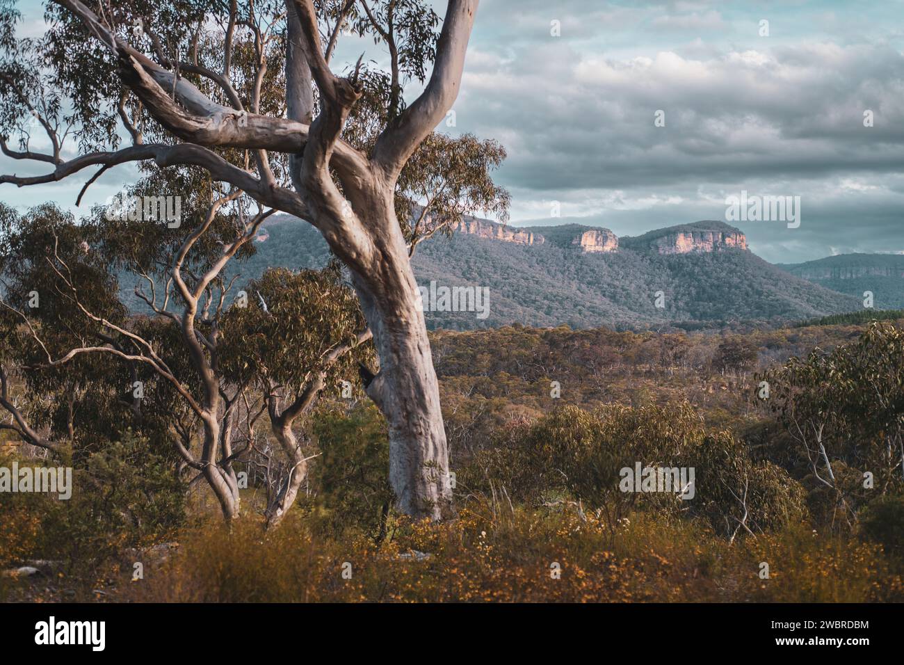 View through eucalyptus tree of beautiful rock ridge australia Stock ...